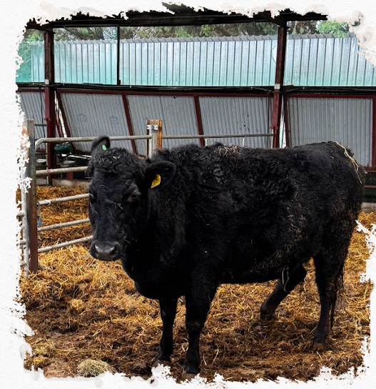 HALAL MEAT - Roundwood Park Farm